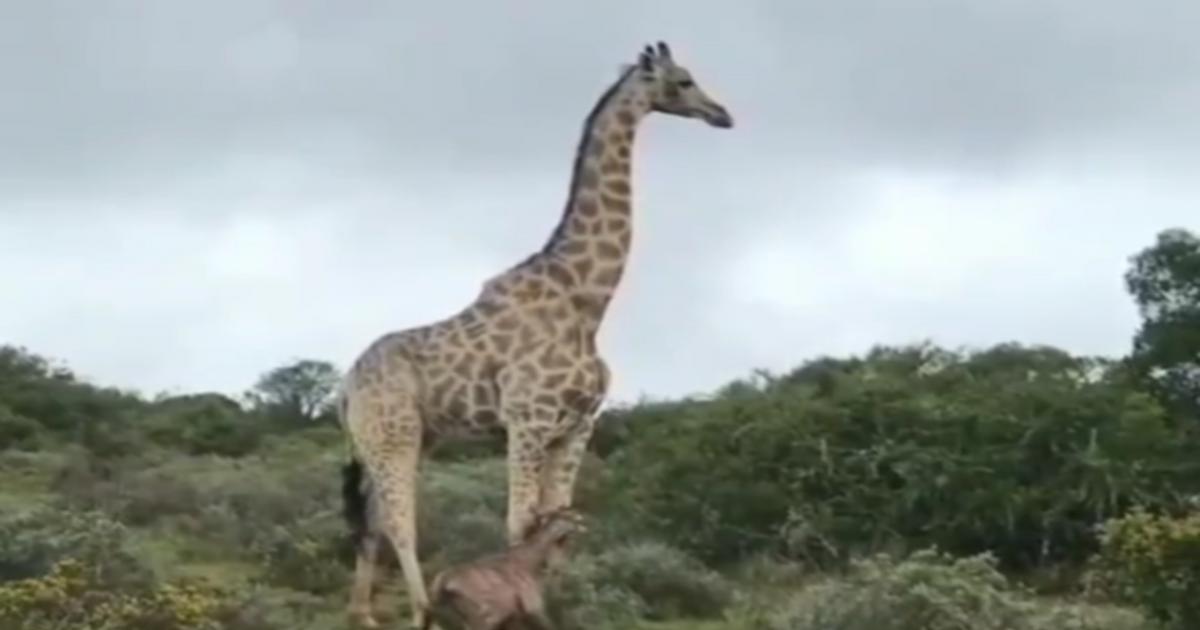 Mamá jirafa debió abandonar a su cría a merced de hambrientos leones | Alerta Paisa