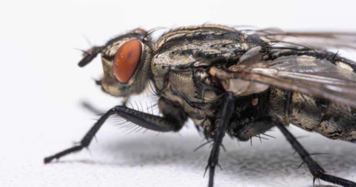 Moscas podrían convertirse en alimentos para animales y seres humanos ...