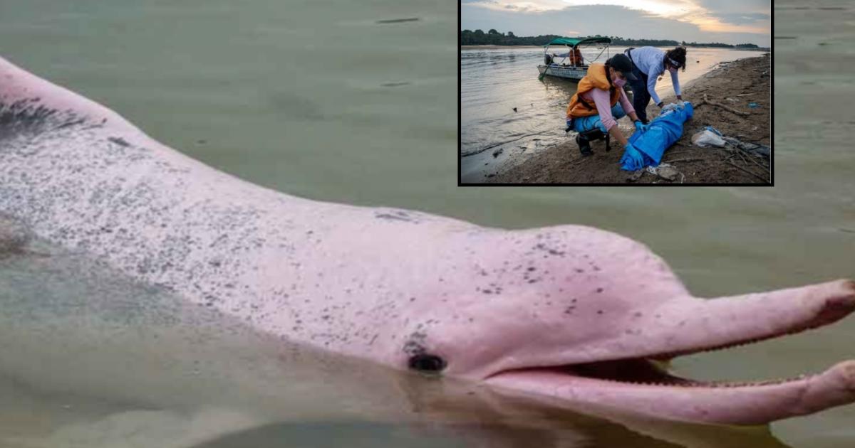 Cientos de delfines rosados aparecen muertos en el Amazonas ¿Qué pasó ...